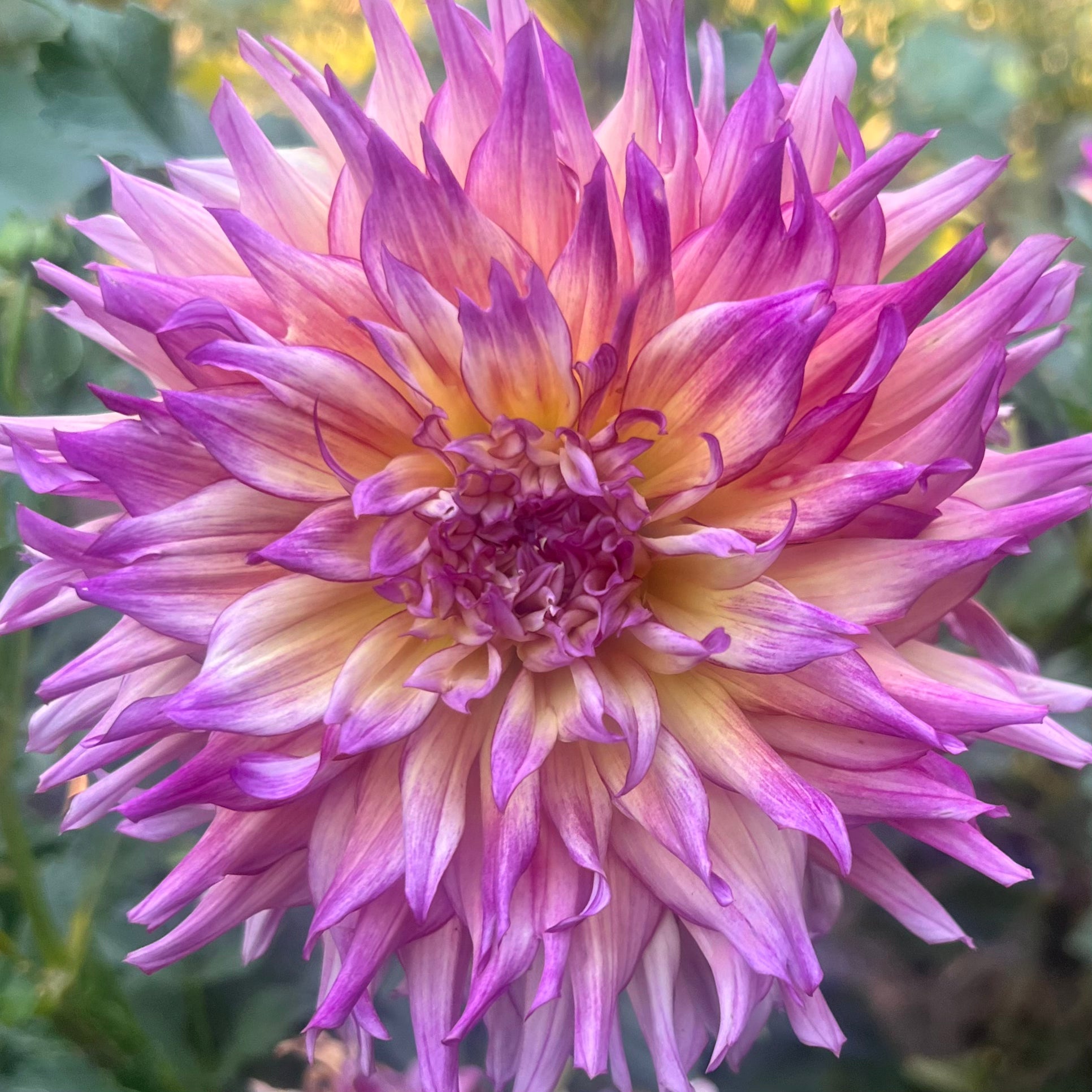 'Zoey Rey' Tuber – Detroit Dahlias