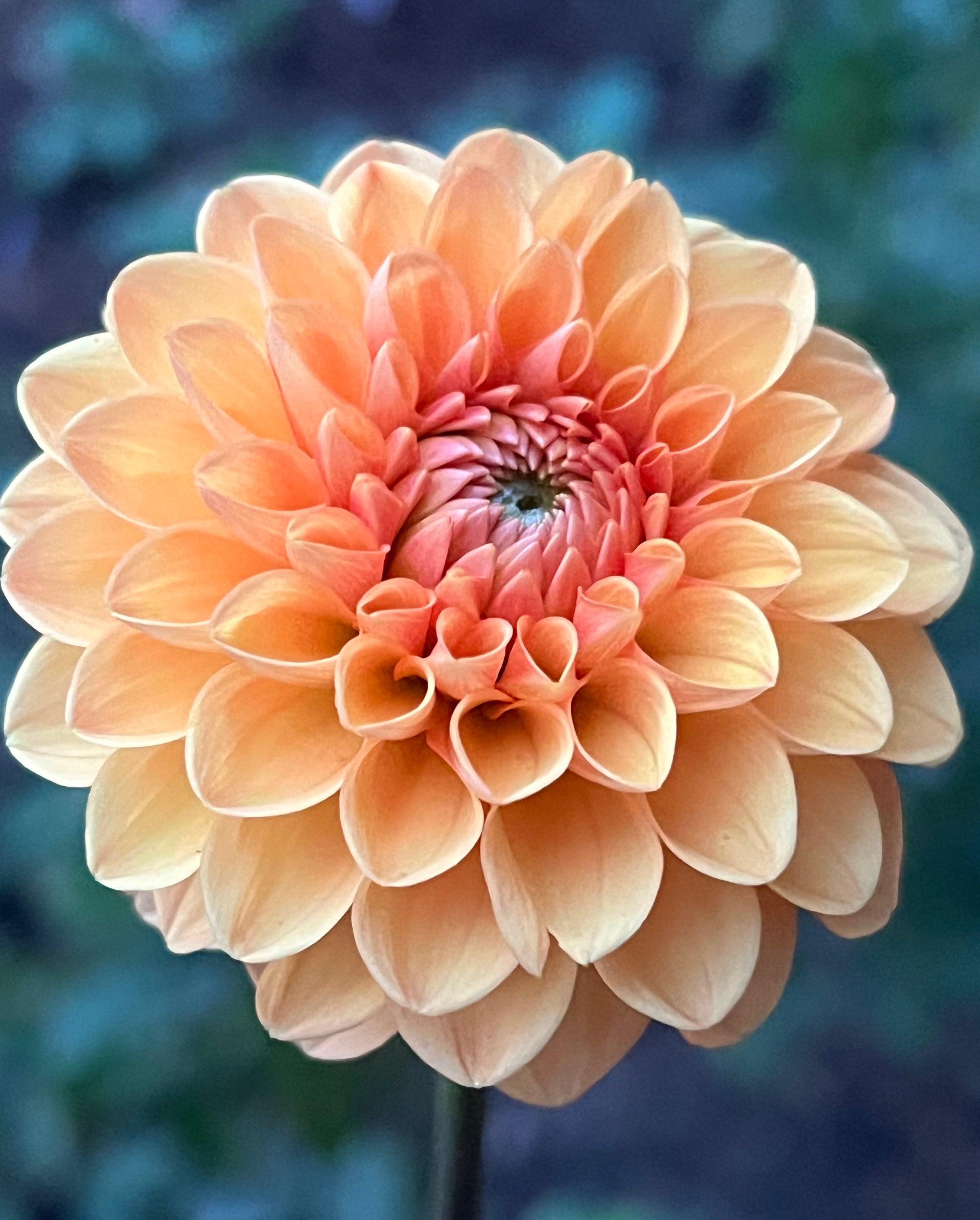 Jomanda Dahlia – Detroit Dahlias