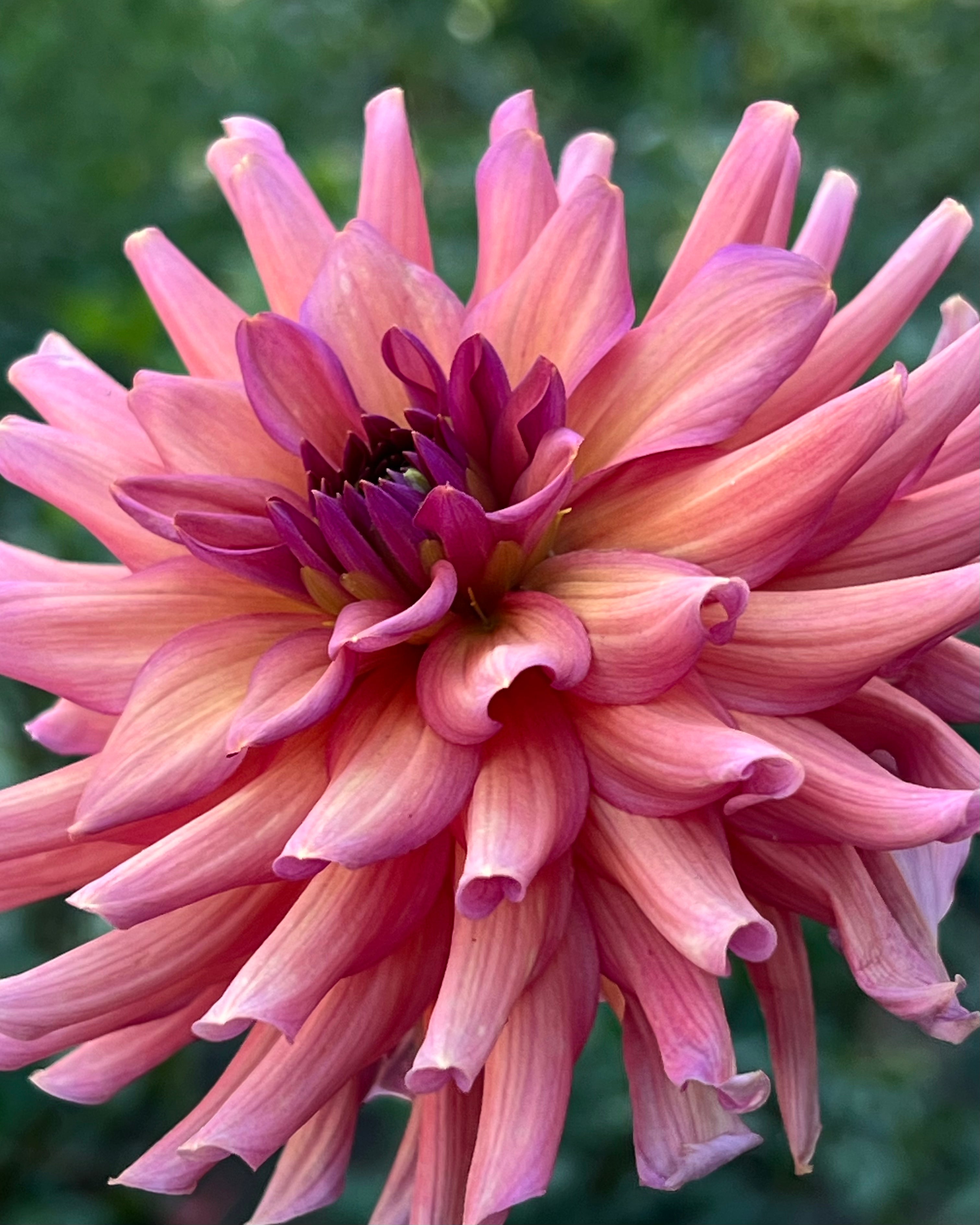 Negroni Sunset Dahlia – Detroit Dahlias