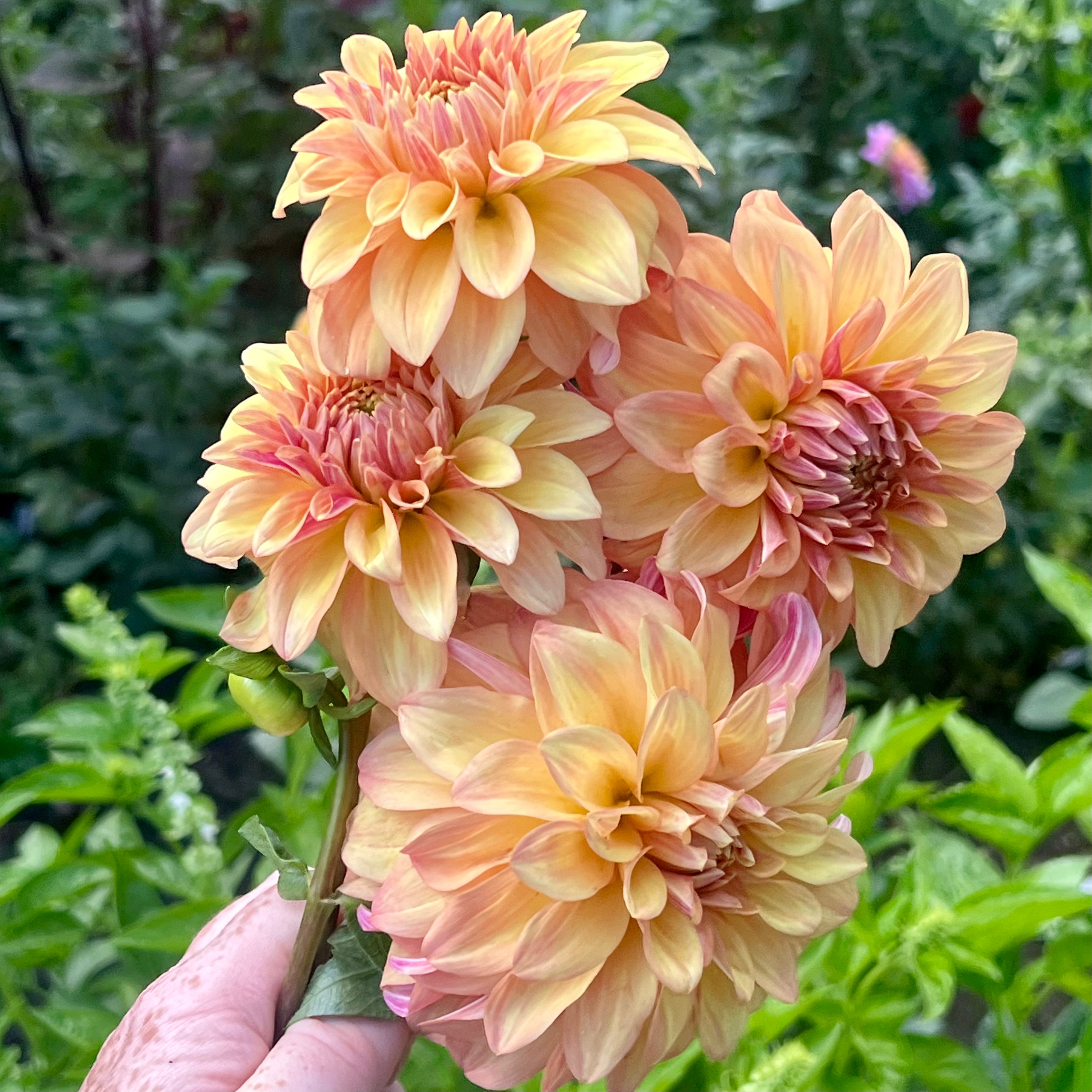 Miss Amara Dahlia – Detroit Dahlias